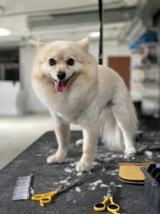 Professional Dog Grooming Services | Dog Over Breed - DOG OVER BREED