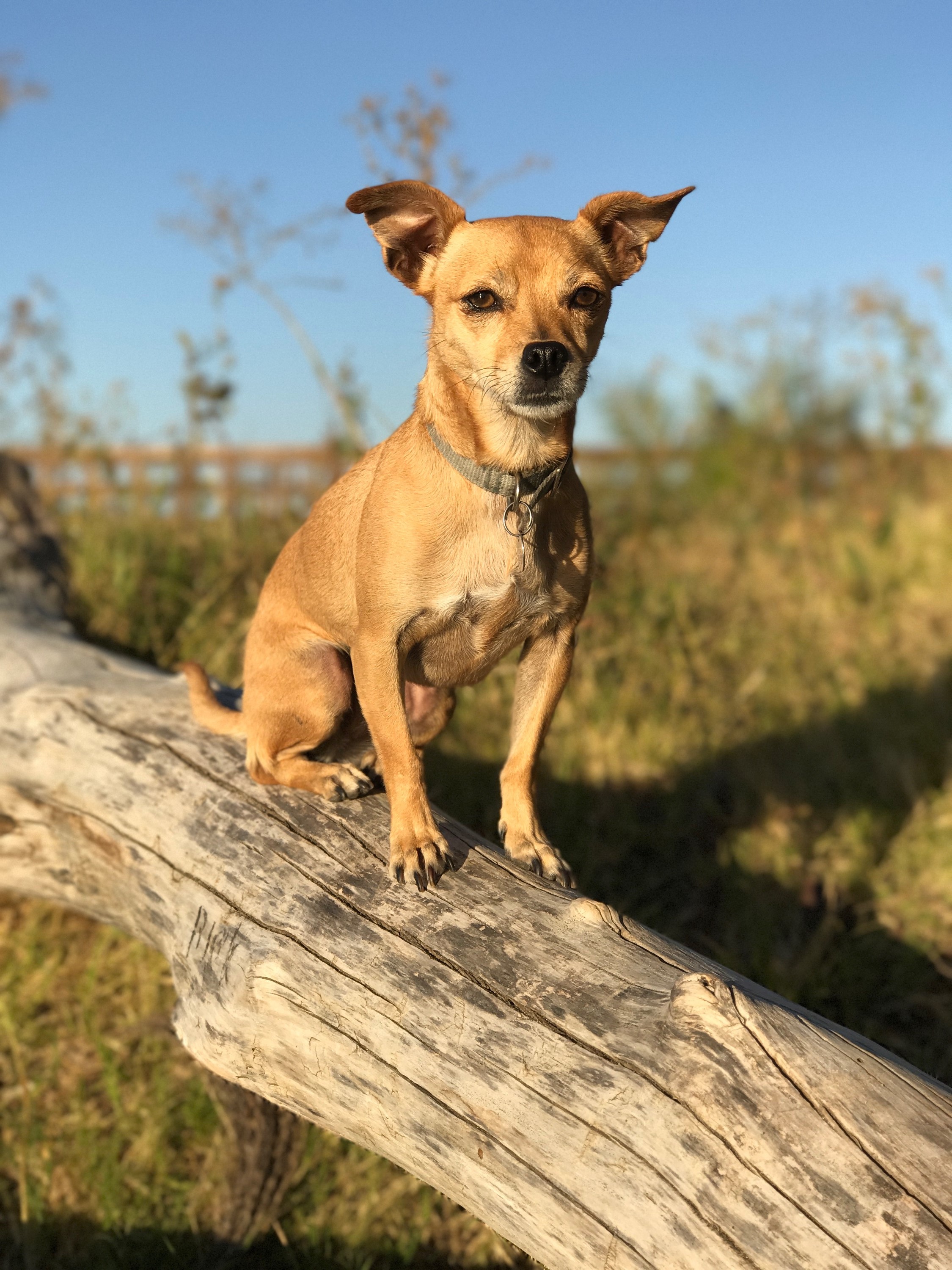 Home - Dog Over Breed