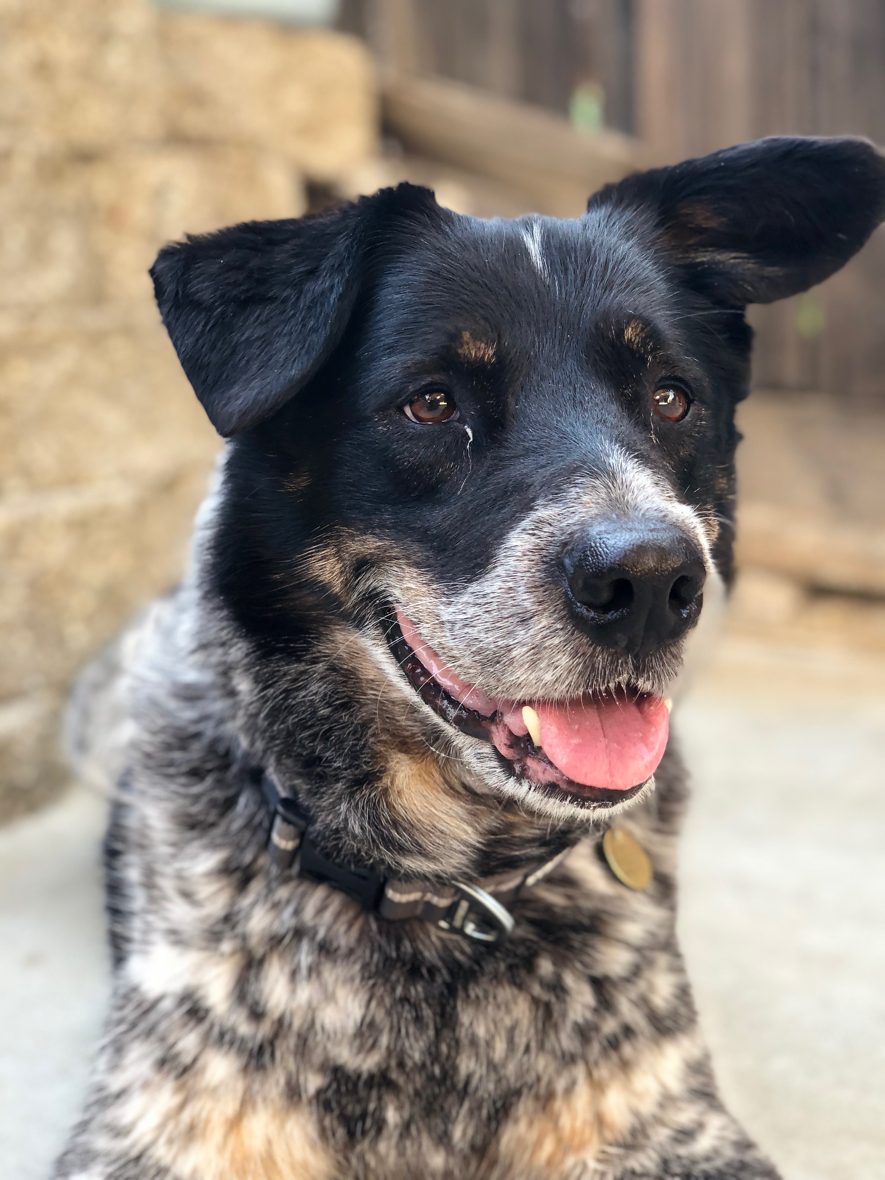 Home - Dog Over Breed